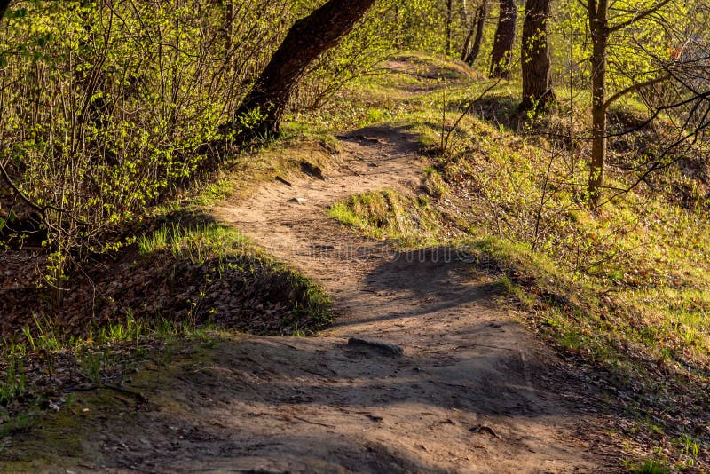 Beautiful Winding Forest Path Lit by the Sun Stock Photo - Image of ...