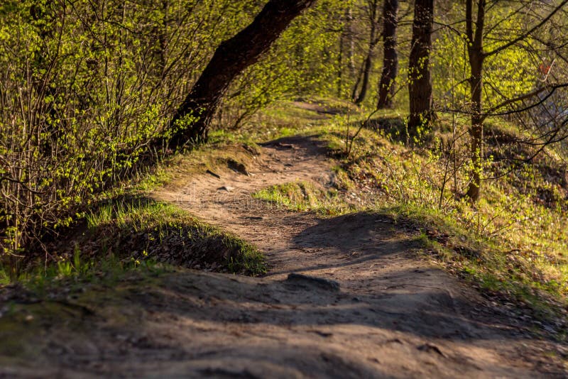 Winding Forest Path stock photo. Image of green, landscape - 18344496