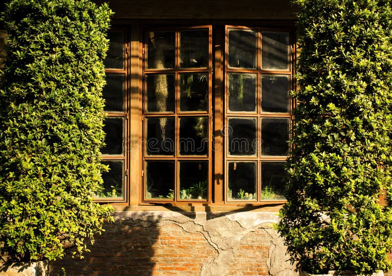 Beautiful Windows Hidden Behind Trees Stock Photo - Image of column ...