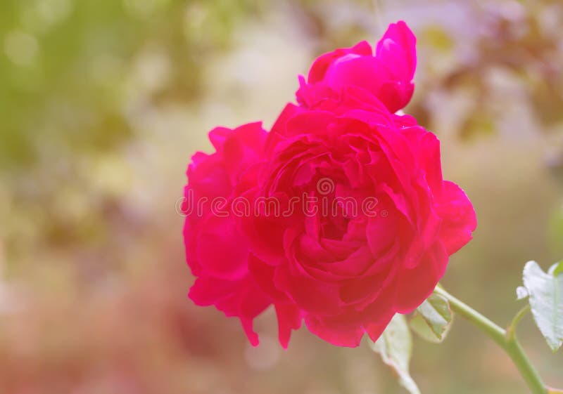 Beautiful Wine Colored Rose in Sweet Tone Stock Photo - Image of garden ...