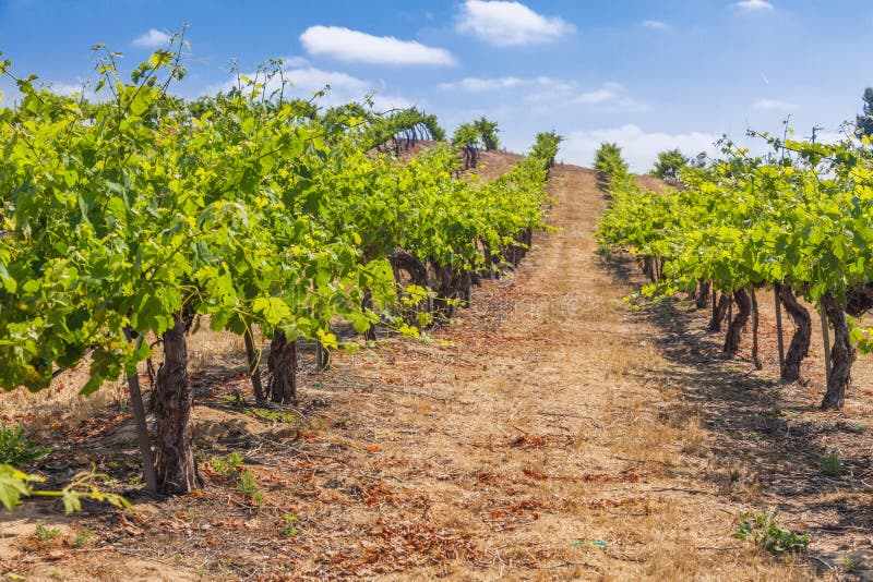 Beautiful Wine Grape Vineyard Farm in the Afternoon Sun Stock Image ...