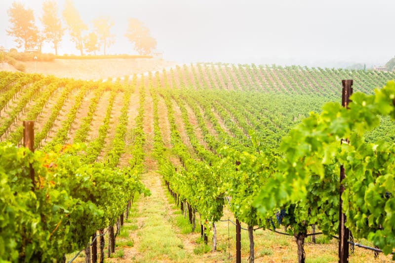 Beautiful Wine Grape Vineyard Farm in the Afternoon Sun Stock Photo ...