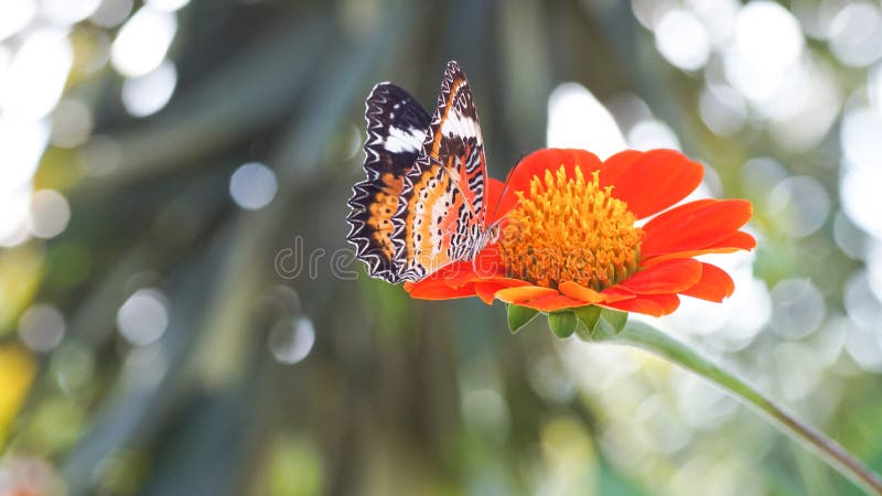 Beautiful Wing of Butterfly Stock Image - Image of bright, macro: 51428951