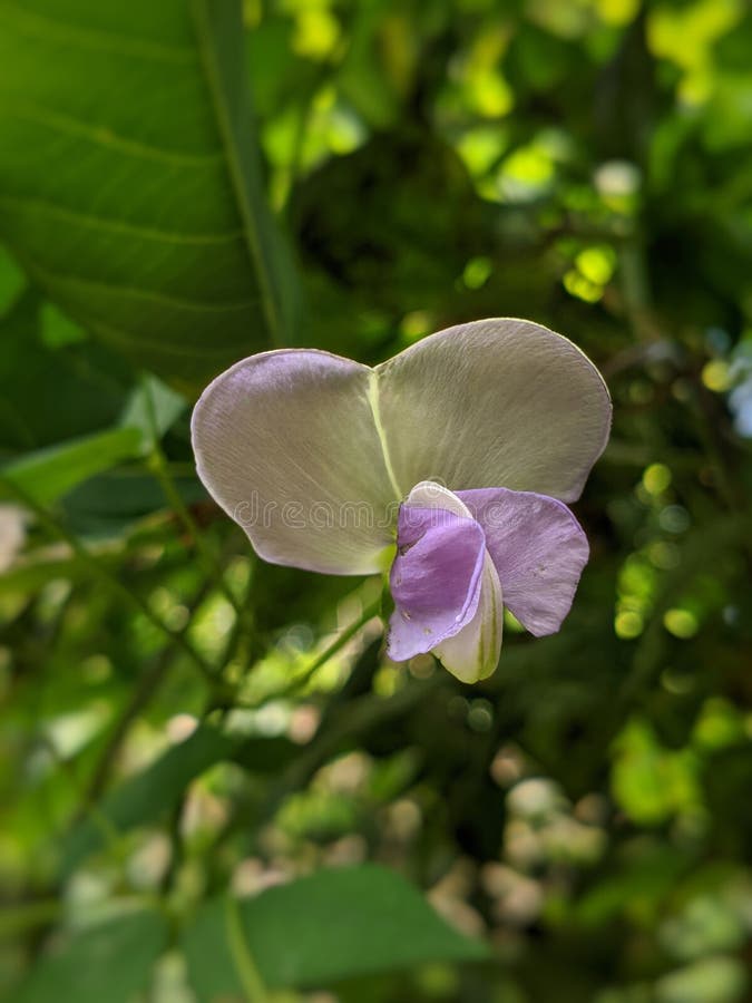 A Beautiful Winged Flower in the Garden, this Flower Has a Shape Like a ...