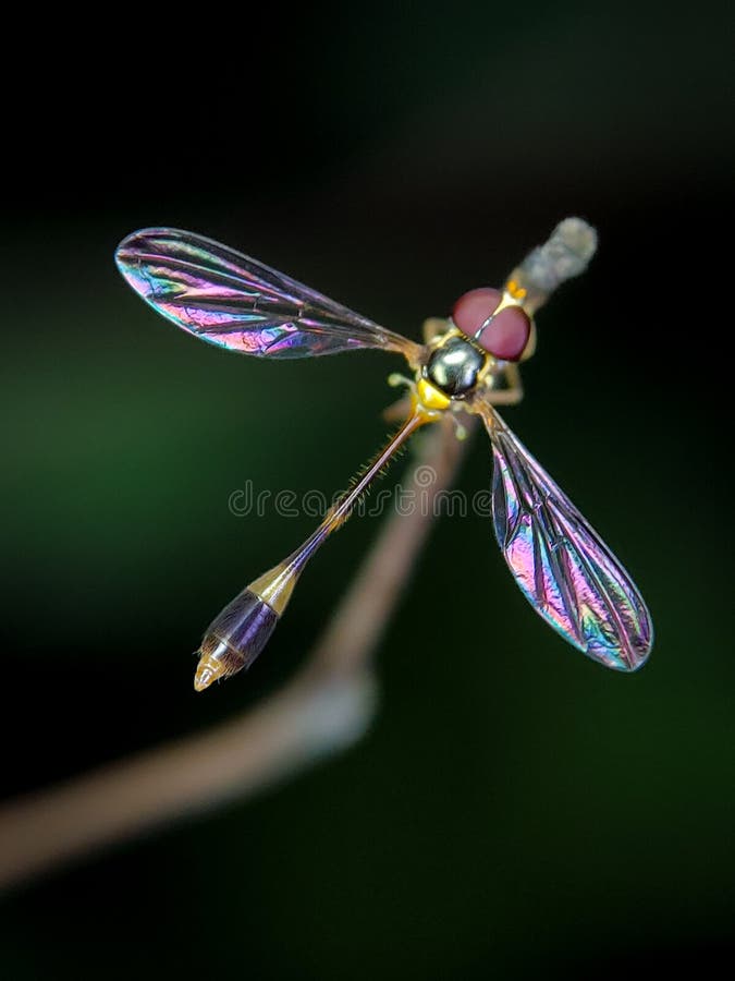 Beautiful Wings of Insects Hoverfly Stock Image - Image of hemiptera ...