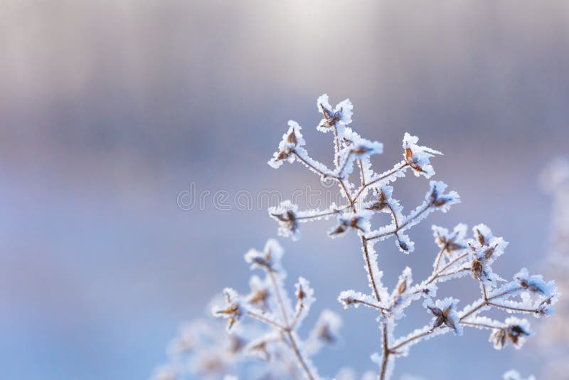 Beautiful Winter Background with the Frozen Flowers and Plants. a ...