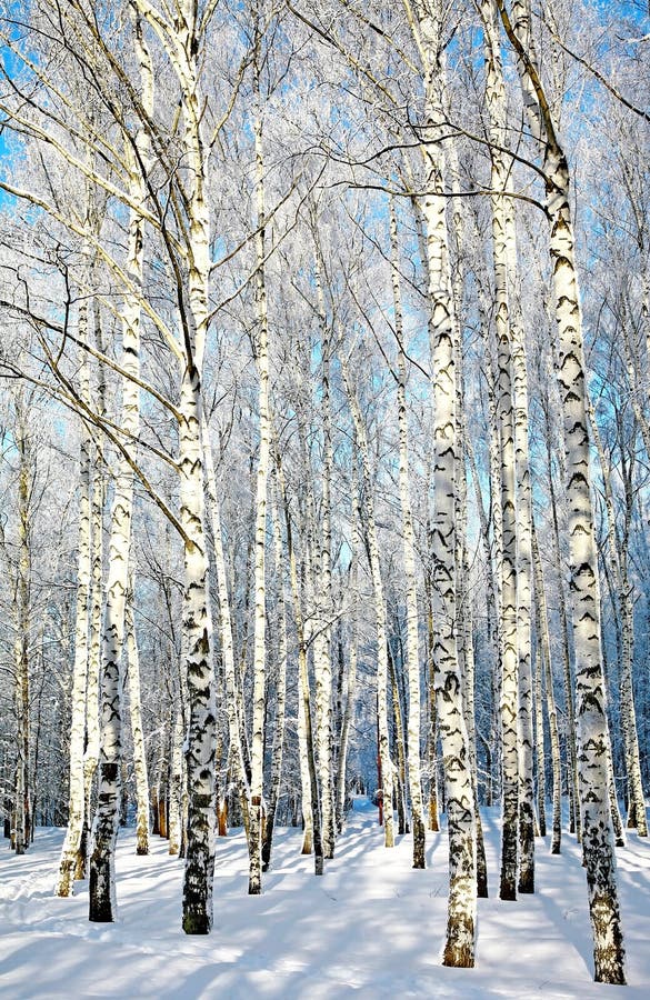 Beautiful winter birches stock photo. Image of birch - 38547382