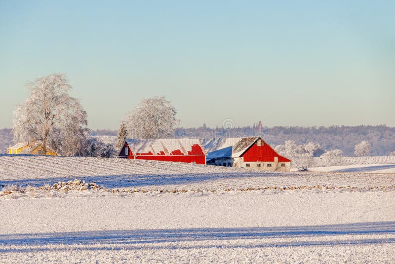 Beautiful Winter in the Countryside with Snowy Fields by a Red ...