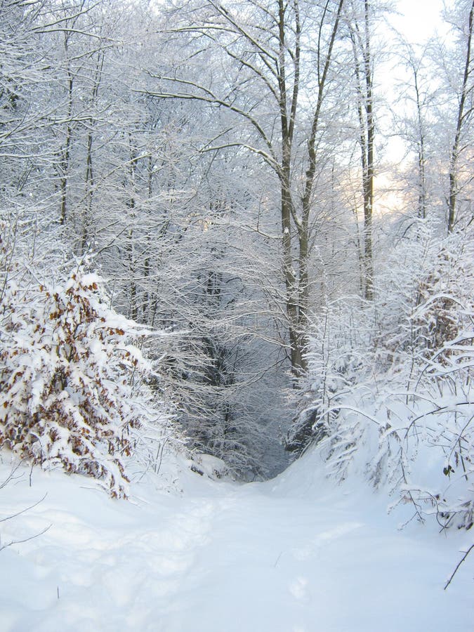 Beautiful Winter Day in a Snowy Forest Stock Photo - Image of forest ...