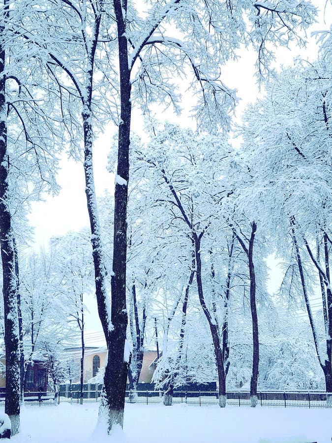Beautiful Winter Day in a Snowy Park Stock Image - Image of snow, cold ...