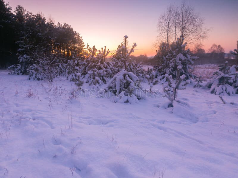 Beautiful Winter Fields and Trees Landscape Stock Photo - Image of ...