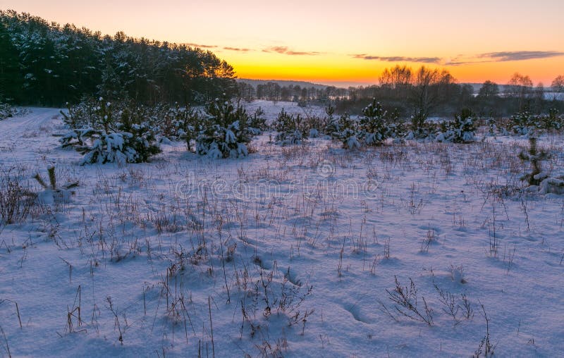Beautiful Winter Fields and Trees Landscape Stock Photo - Image of cold ...