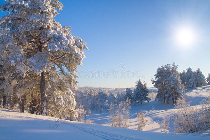 Beautiful winter forest stock photo. Image of highway - 13728580