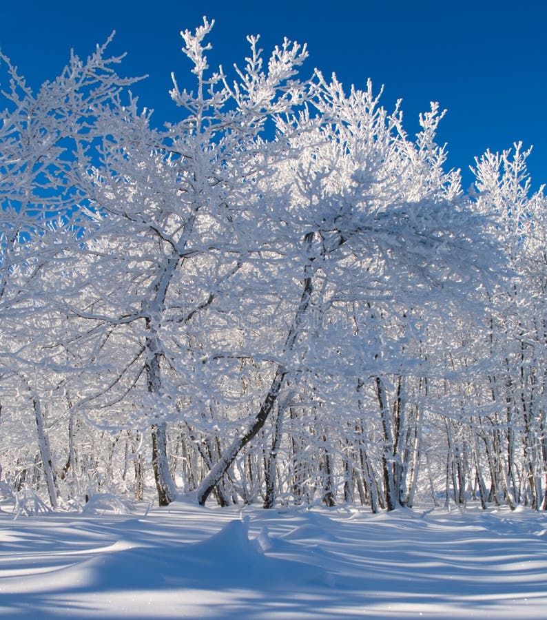 Beautiful Winter Forest Landscape Stock Photo - Image of frost, cold ...