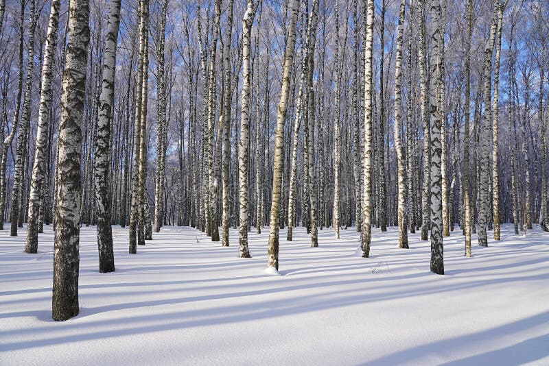 Beautiful Winter Forest, Birch Trees Stand in the Forest after a ...
