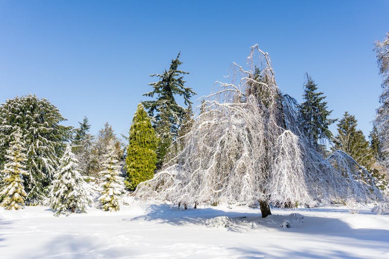 Beautiful Winter Forest Landscape with Snow Covered Trees. Stock Image ...