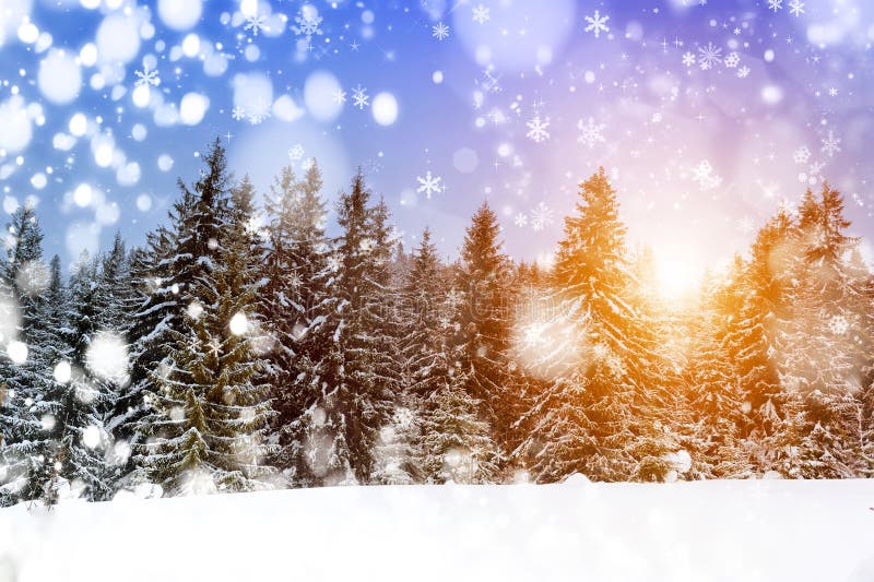 Beautiful winter forest stock image. Image of climate - 34972637