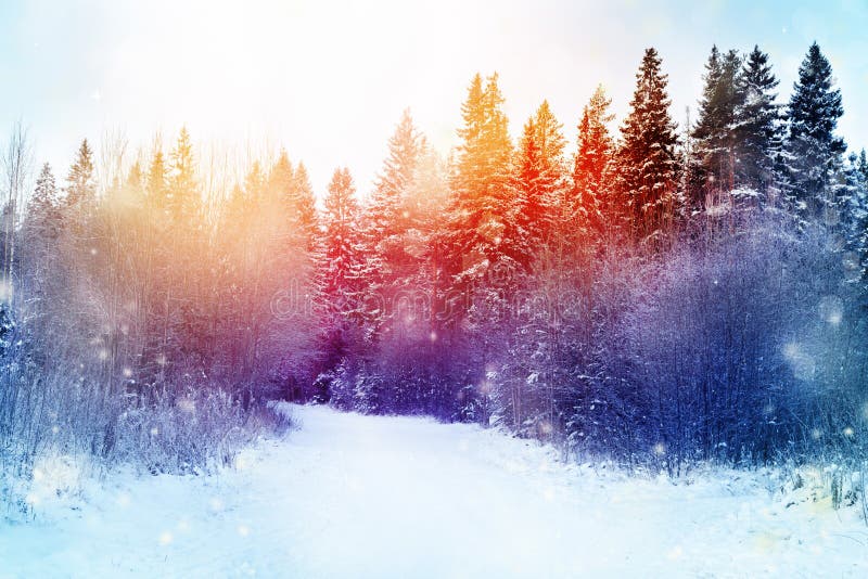 Snow Flying in the Backligh Stock Photo - Image of close, glowing ...