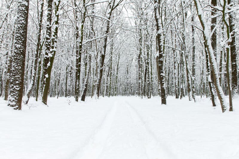 Beautiful winter forest stock photo. Image of forest - 265198718