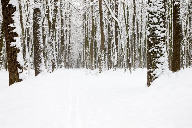 Winter forest and the road stock image. Image of forest - 263533123