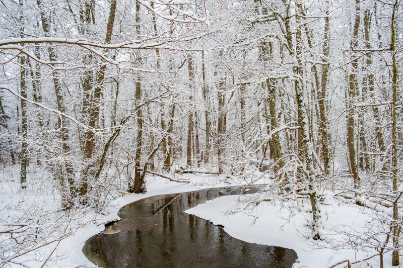 Beautiful Winter Forest with a Stream Stock Image - Image of snowy ...