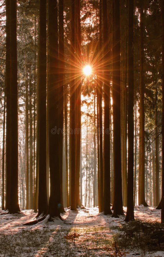 Beautiful Winter Forest with Sunlight within Sunset Stock Image - Image ...