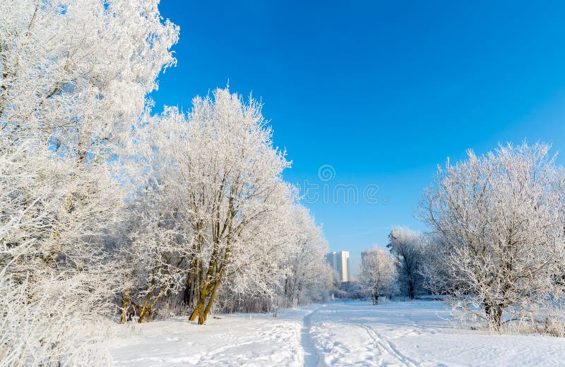 Beautiful Winter Forest on Sunny Day Stock Image - Image of parkway ...