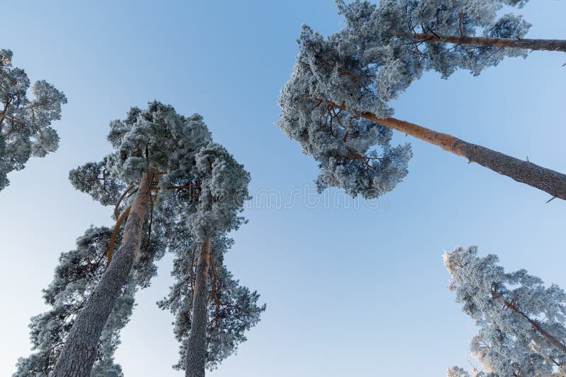 Beautiful Winter Forest on Sunny Day Stock Image - Image of field ...