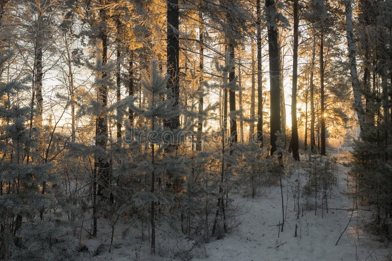 Beautiful winter forest stock photo. Image of ural, beautiful - 115232728