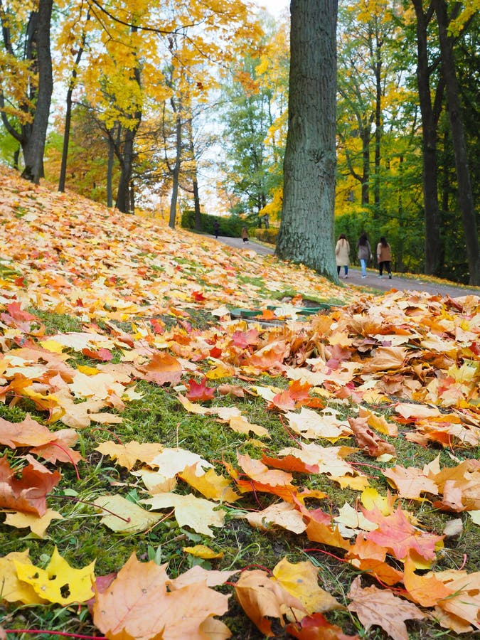 Beautiful Winter Garden the Leaves are Changing Color Stock Photo ...