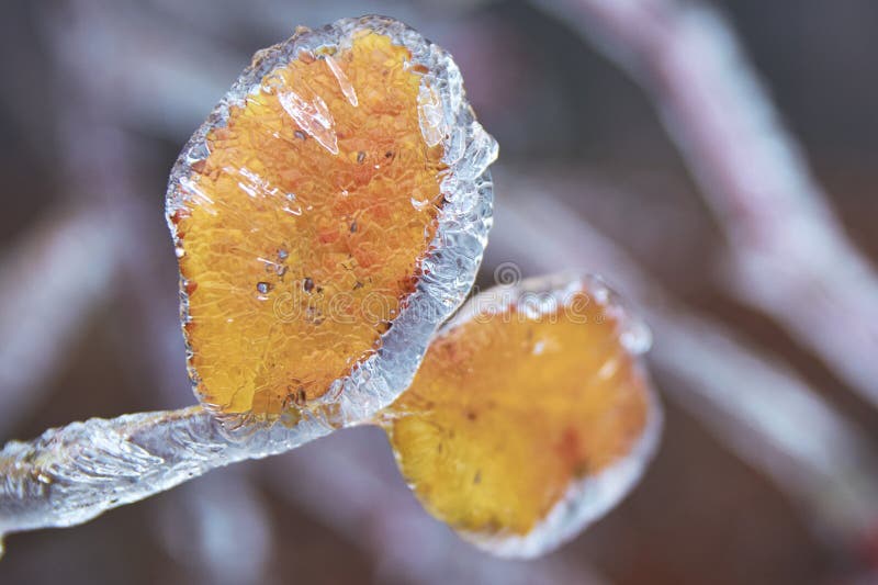 Beautiful Winter Landscape Freezing Rain 22 Stock Photo - Image of ...