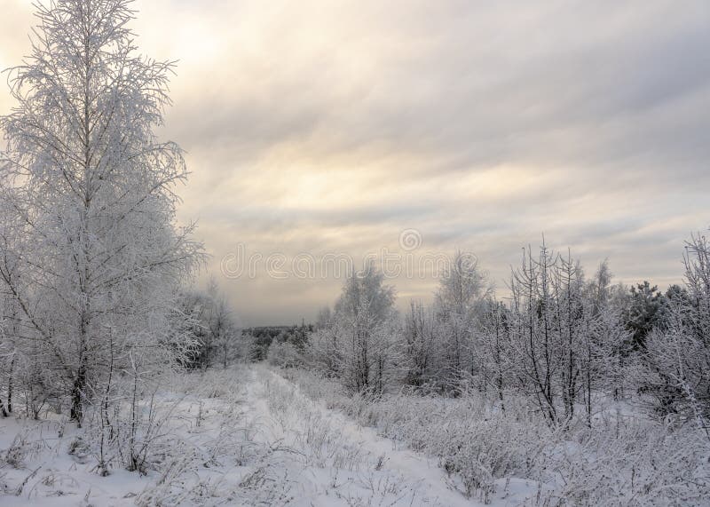 Beautiful Winter Landscape Grass and Trees in Snow Stock Photo - Image ...