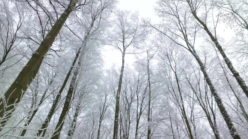 Winter Landscape with Beautiful Snowfall, Time Lapse, Camera Movement ...