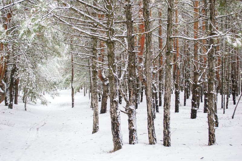 Beautiful Winter Landscape with Pathway in Coniferous Forest Stock ...