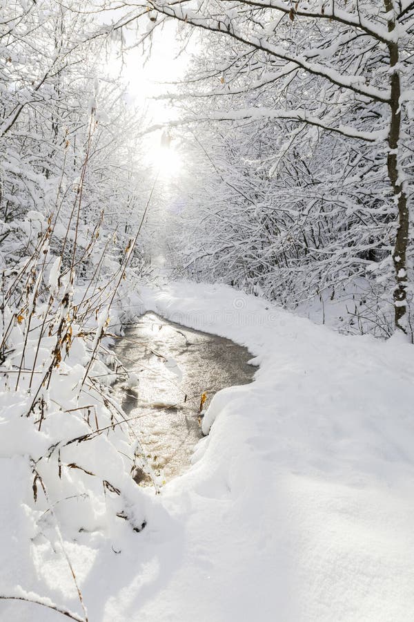 Beautiful Winter Landscape Pathway Northern Sun Coniferous Forest Stock ...