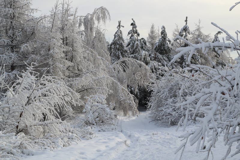 Beautiful Winter Landscape with Snow Covered Trees Stock Image - Image ...