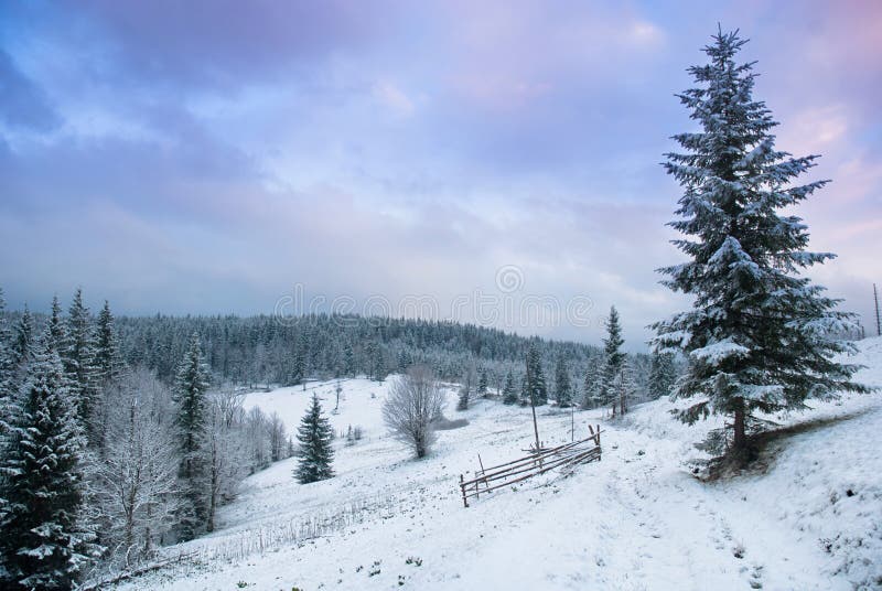 Beautiful Winter Landscape with Snow Covered Trees. Stock Image - Image ...