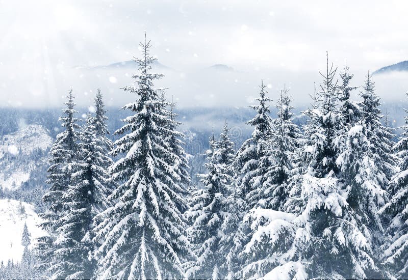 Beautiful Winter Landscape with Snow Covered Trees Stock Image - Image ...