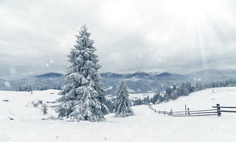 Beautiful Winter Landscape with Snow Covered Trees Stock Photo - Image ...