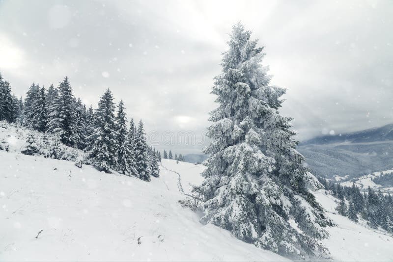Beautiful Winter Landscape with Snow Covered Trees Stock Image - Image ...