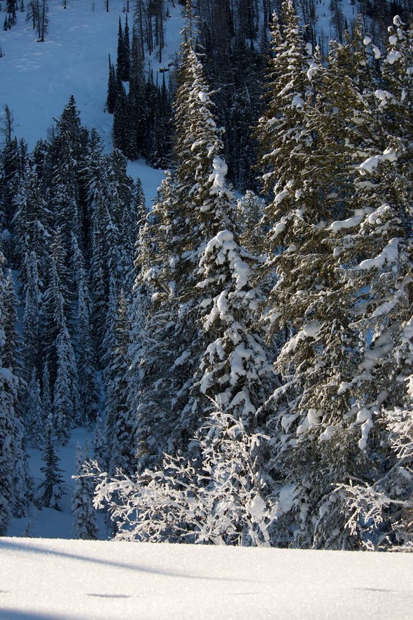 Beautiful Winter Landscape with Snow Covered Trees Stock Image - Image ...