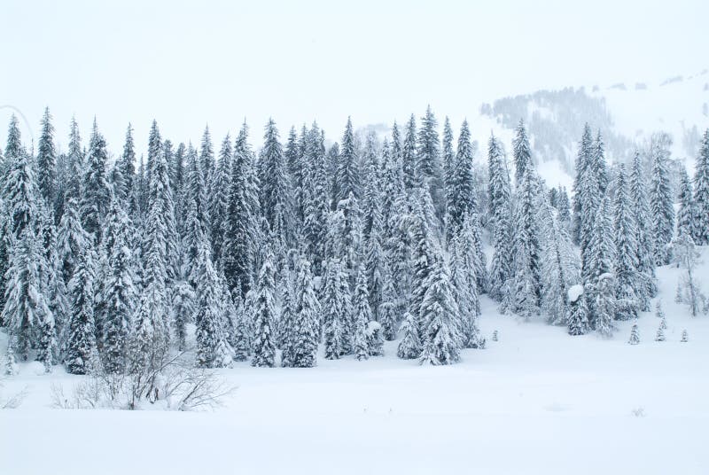 Beautiful Winter Landscape with Snow Covered Trees Stock Image - Image ...