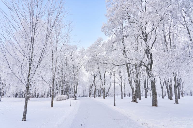 Beautiful Winter Landscape with Snow-covered Trees. Blue Sky and ...