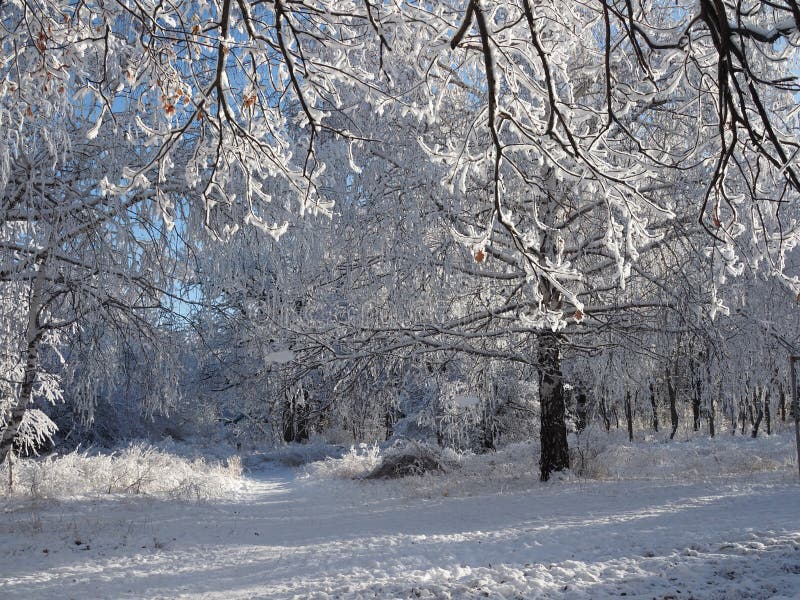 Beautiful Winter Landscape with Snow-covered Trees. Forest Winter Day ...