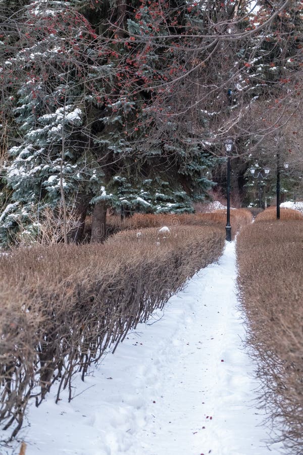 Beautiful Winter Landscape with Snow Covered Trees Stock Image - Image ...