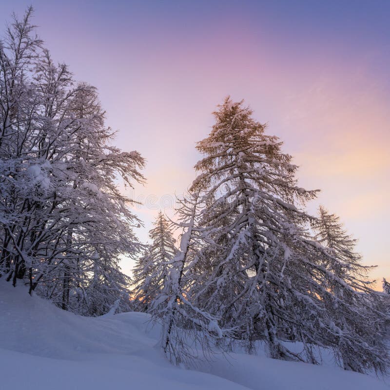 Beautiful Winter Landscape with Snow Covered Trees Stock Image - Image ...