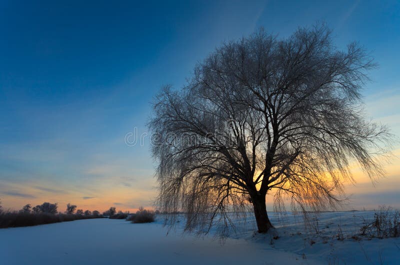 Beautiful Winter Landscape with Snow Covered Trees Stock Photo - Image ...