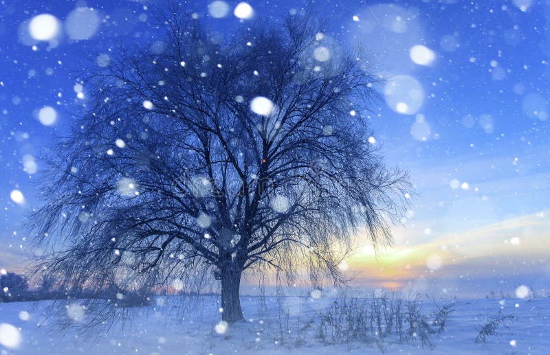Beautiful Winter Landscape with Snow Covered Trees Stock Image - Image ...