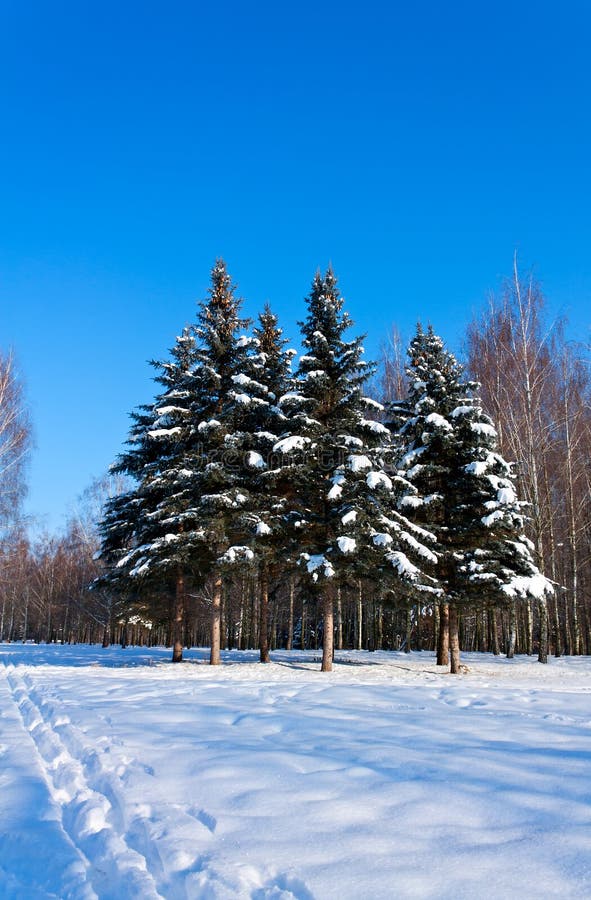 Beautiful Winter Landscape with Snow and Fir-trees Stock Image - Image ...