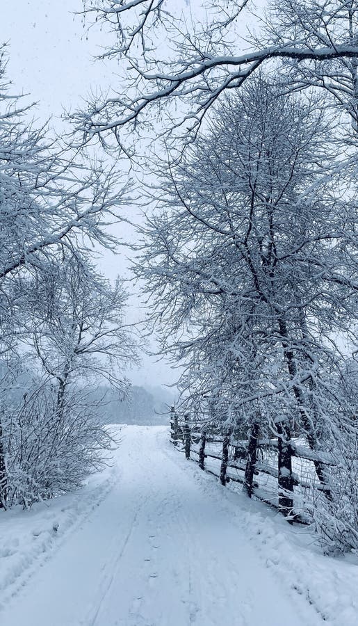 Beautiful Winter Landscape with Snow O Trees Stock Photo - Image of ...